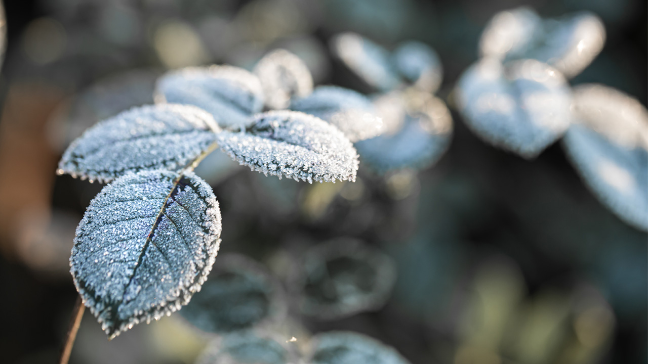 Celebrando o Início do Inverno e Promovendo a Conscientização Ambiental